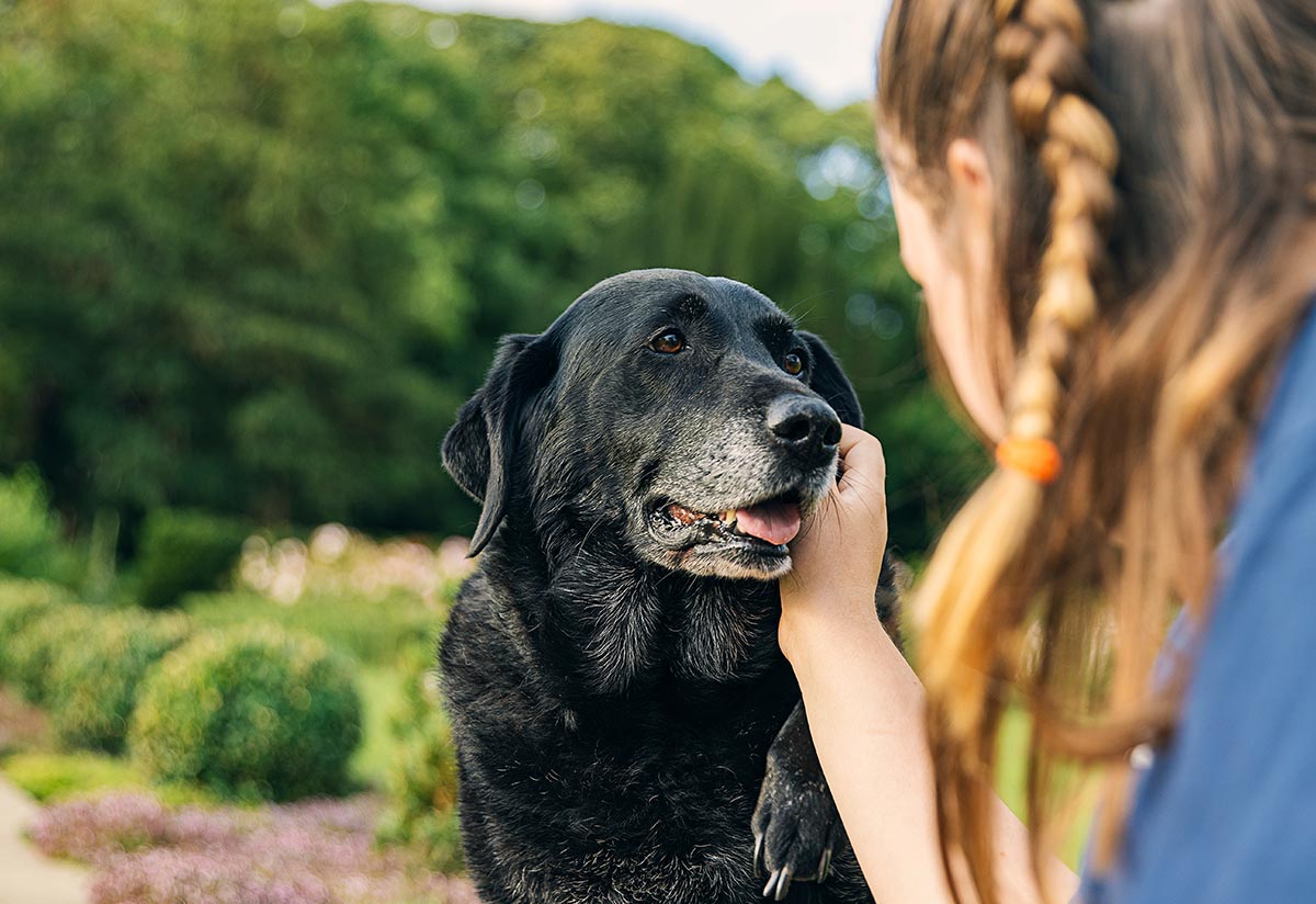 Euthanasia Consent Form | Olmito Veterinary Hospital